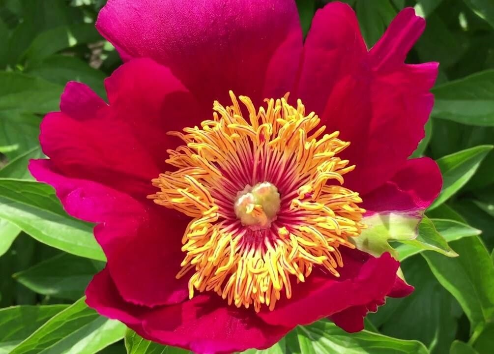 Пион Burst of Joy 1 шт.