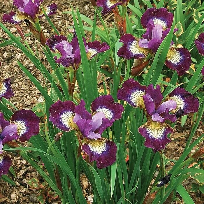 Ирис сибирский Контраст ин Стайлс луковицы, клубни, корни цветов