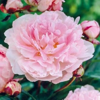 Пион Тафф луковицы, клубни, корни цветов