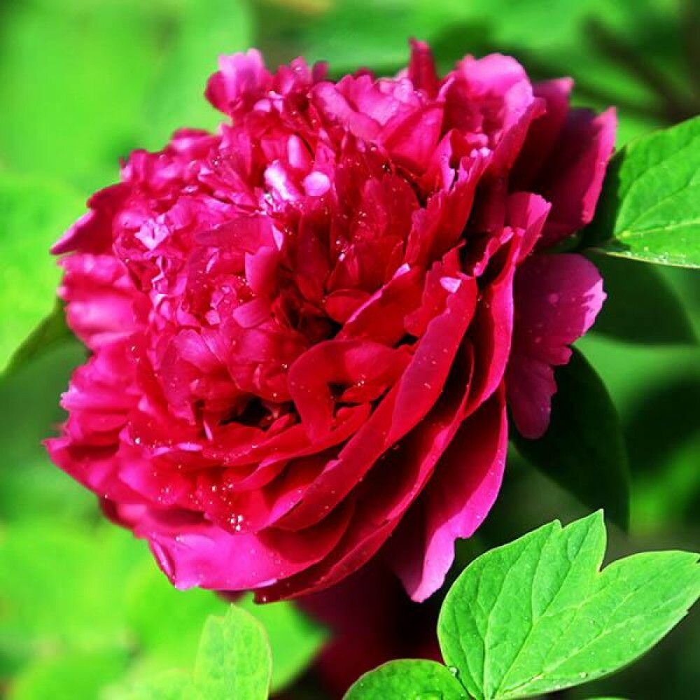 Пион древовидный Ночные Грезы луковицы, клубни, корни цветов