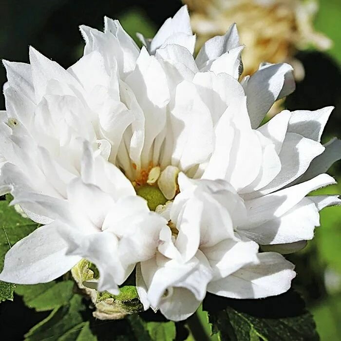 Ветреница (анемона) японская Тики Сенсейшн , Клубни