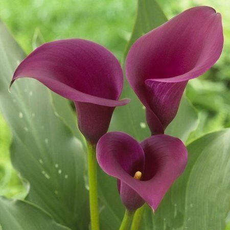 Калла Сайгон 1шт