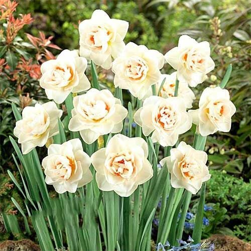 Нарцисс Флауэр Парад 5шт.