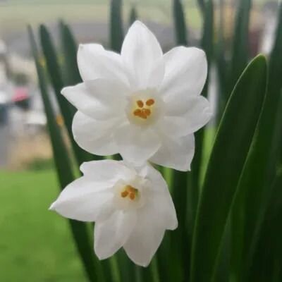 Нарцисс Зива 8 шт