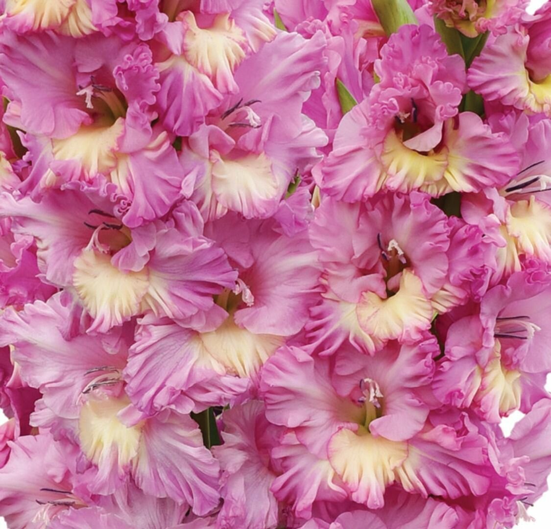 Гладиолус Садко 1шт