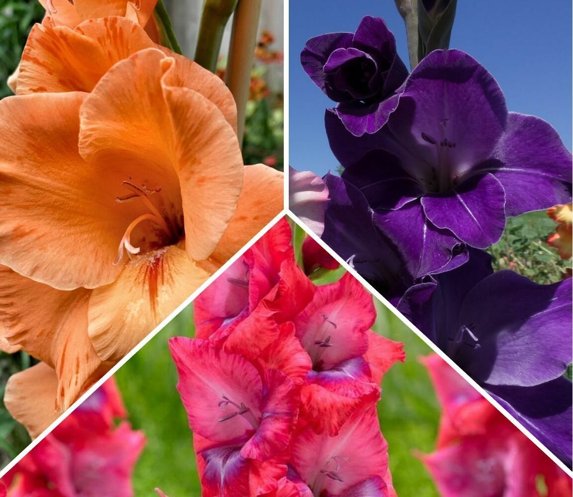 Комплект гладиолусов Улыбка