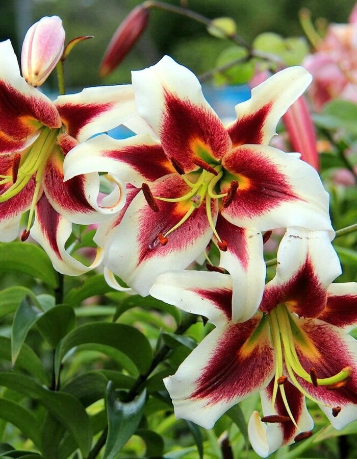 Лилия Джудит Саффинья 1 шт