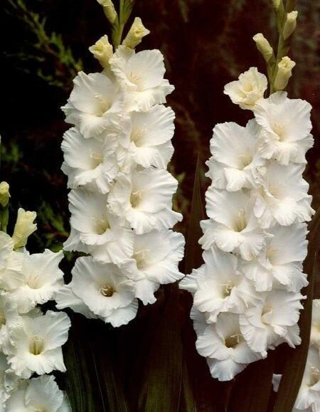 Гладиолус Бангладеш 1шт