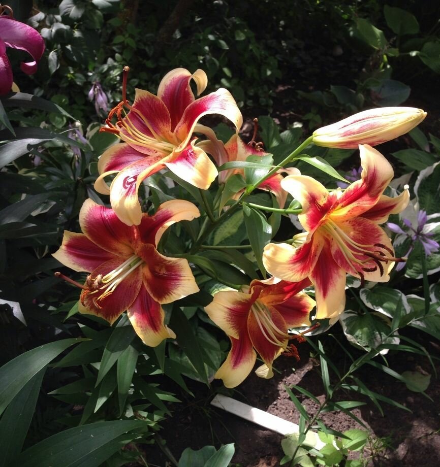 Лилия Ред Датч 1 шт