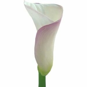 Калла Дева Мария 1шт