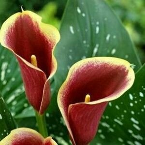 Калла Аскари 1шт