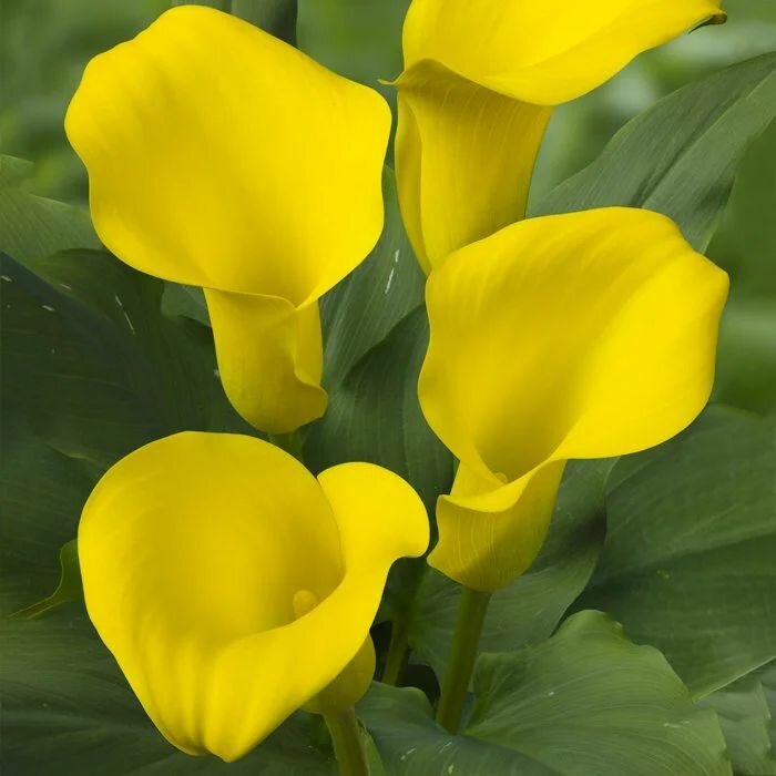 Калла Капитан Морелли 1шт