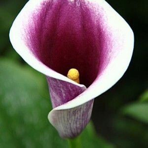 Калла Вермеер 1шт