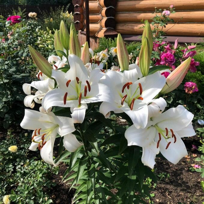 Лилия Замбези 1 шт