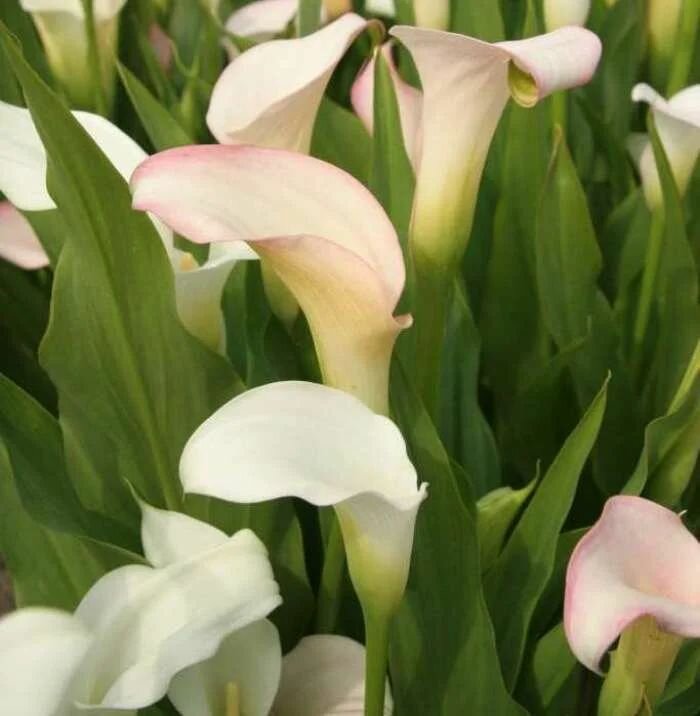 Калла Кристал Блаш 1шт