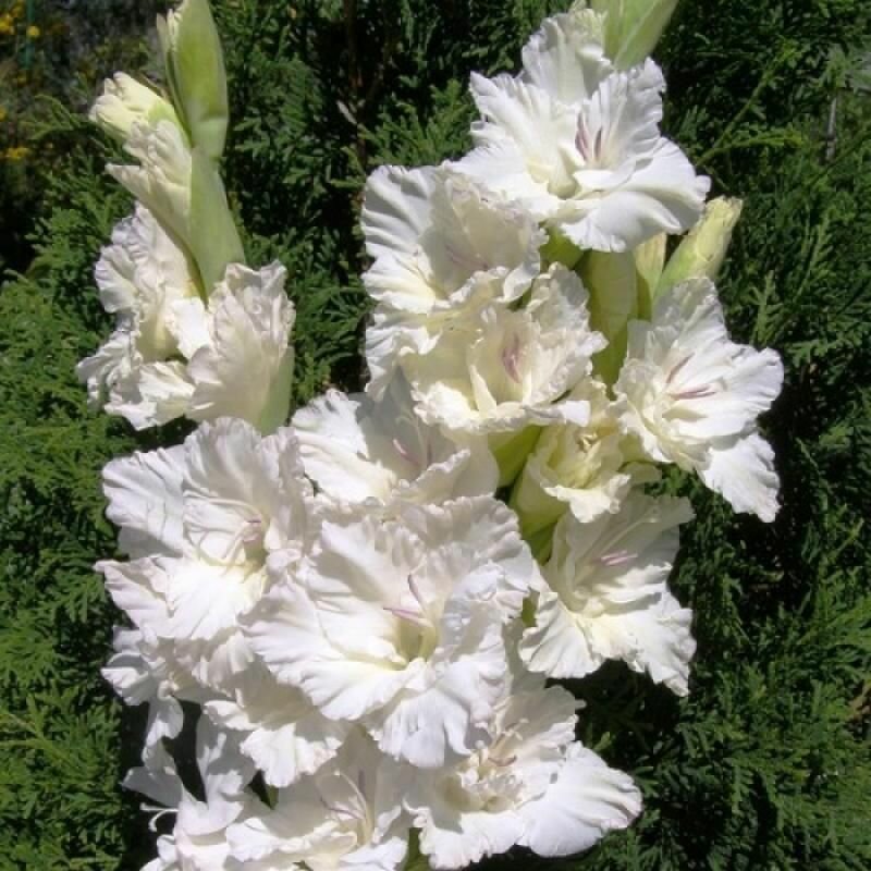 Гладиолус Дмитрий Солунский 1 шт