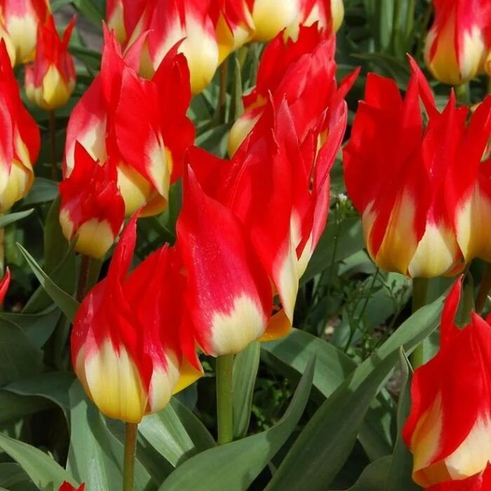 Тюльпан Флеймз Мистери 5 шт.