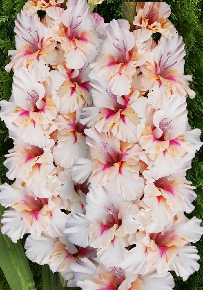 Гладиолус София 1 шт