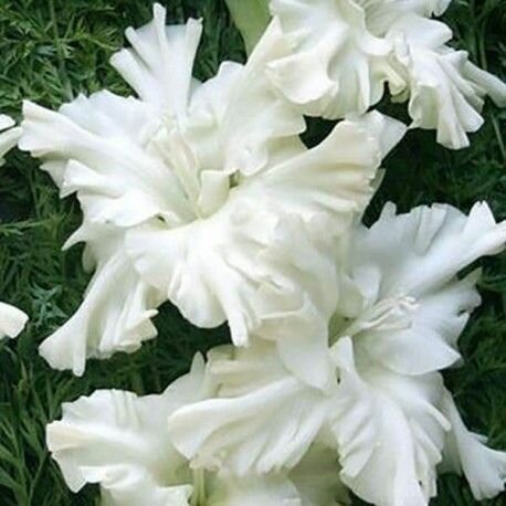 Гладиолус Сноуи Раффл 1 шт