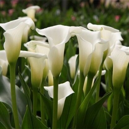 Калла Кристал Клир 1шт