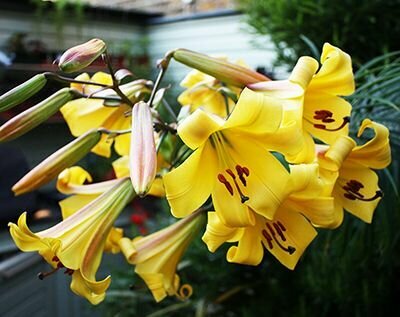 Лилия Голден Сплендор 1 шт