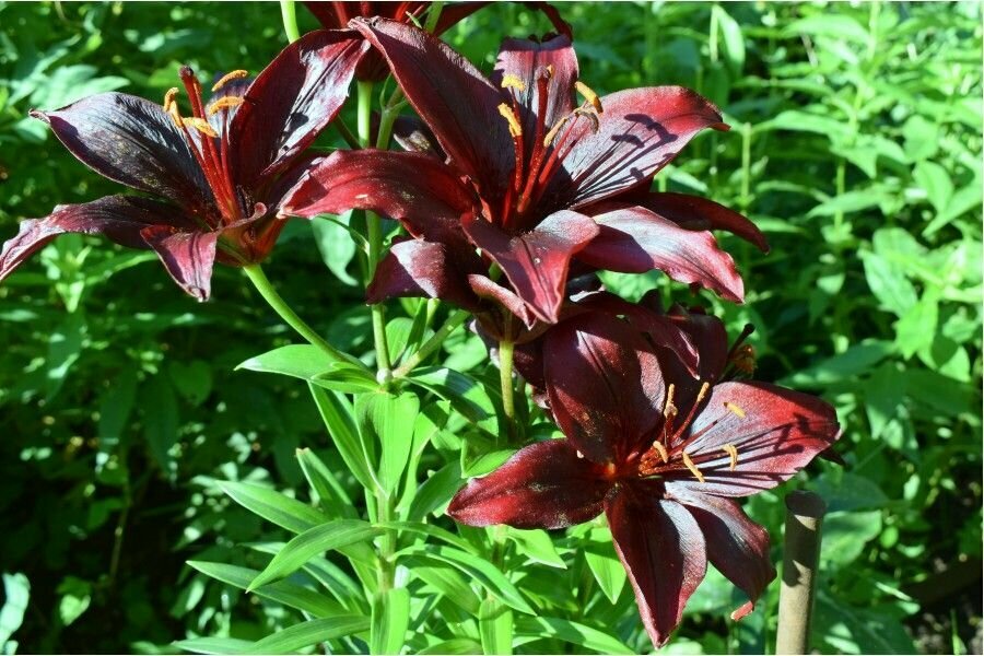 Лилия Мапира 1 шт