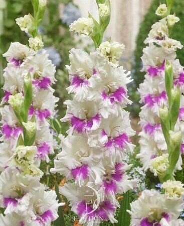 Гладиолус Киров 1шт