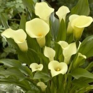 Калла Капитан Купидо 1шт