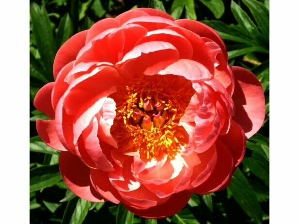 Пион Корал Чарм 1шт