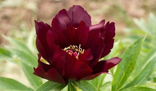 Пион Chief Black Hawk 1 шт.