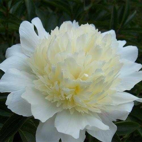 Пион Beauty in White 1 шт.