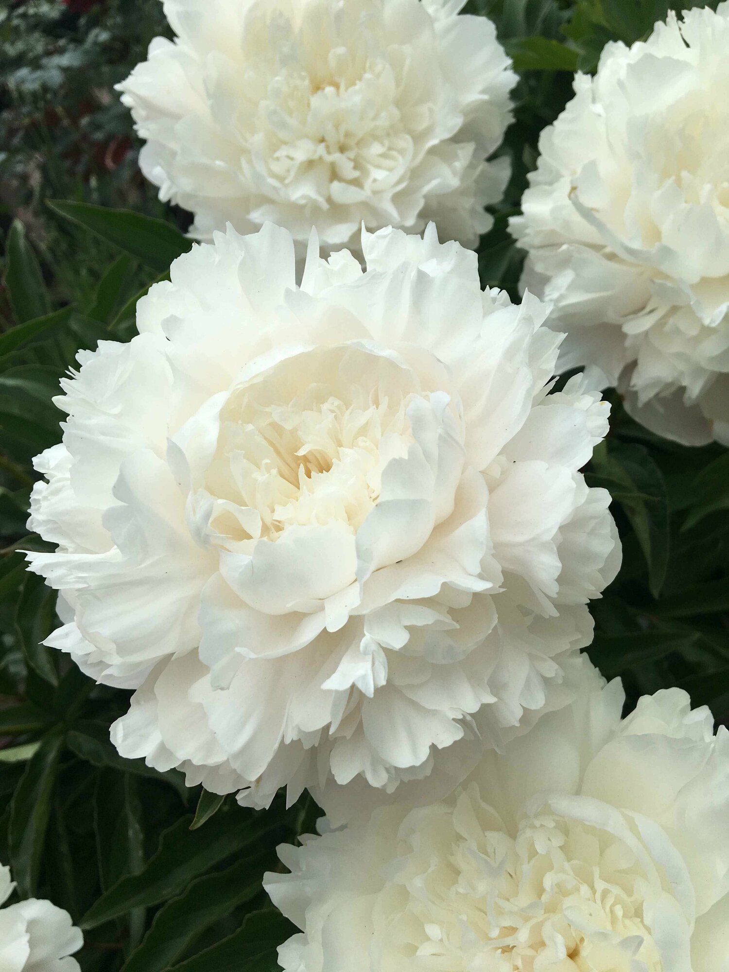 Пион Elsa Sass 1 шт.