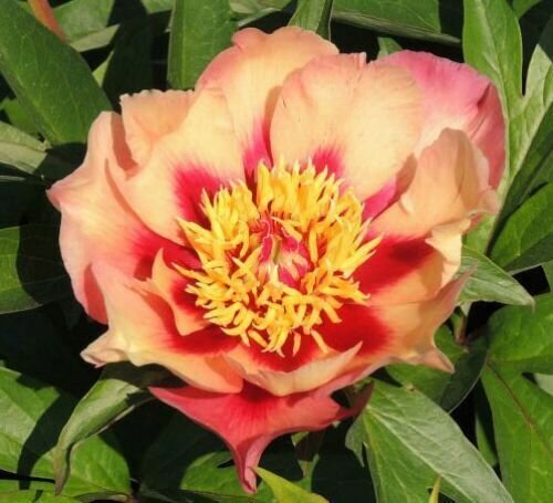 Пион Court Jester 1 шт.