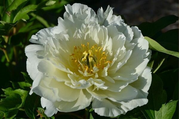 Пион White Emperor 1 шт.