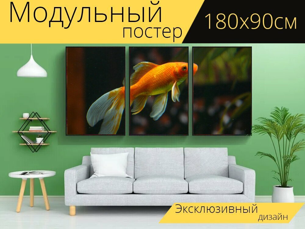 Модульный постер "Вуаль хвоста, рыбы, золотая рыбка" 180 x 90 см. для интерьера