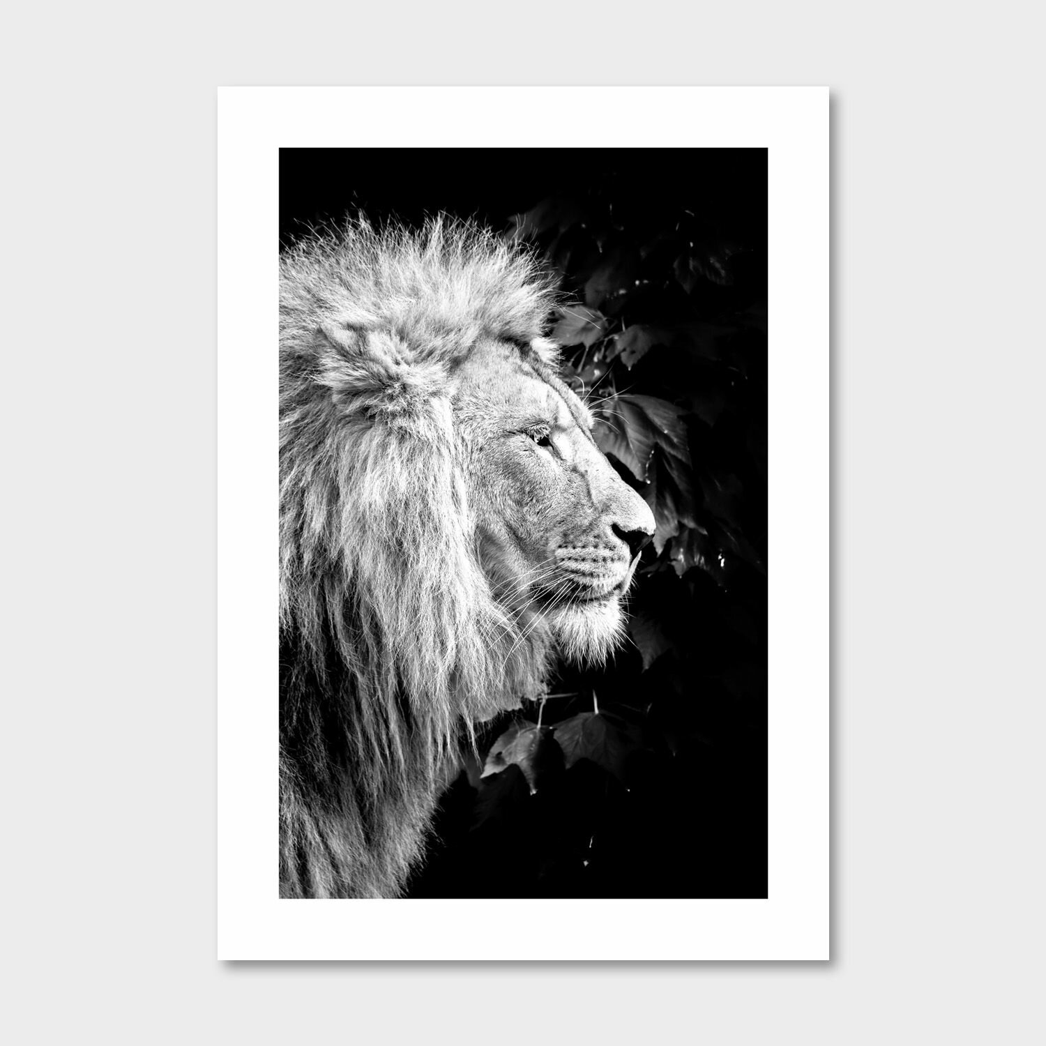 Постер для интерьера Postermarkt, Черно-Белый Лев, 70х100 см