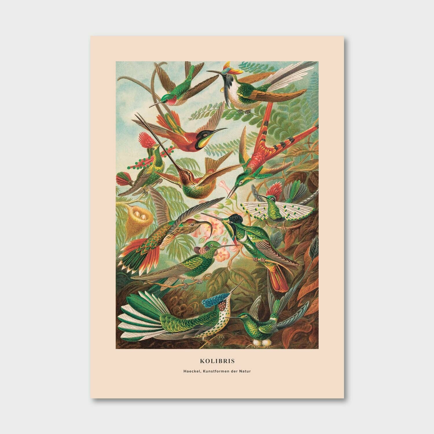 Постер для интерьера Postermarkt, Колибри, 50х70 см