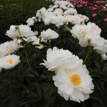 Пион Мисс Америка 1 шт