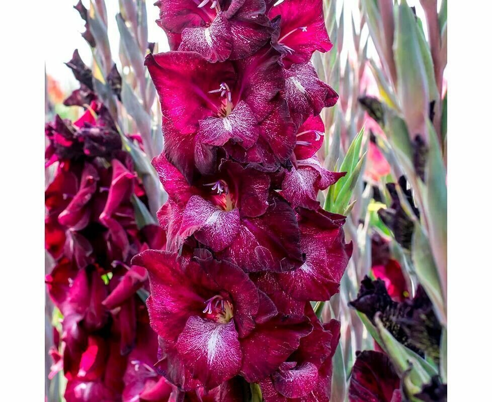 Гладиолус Шака Зулу 1шт