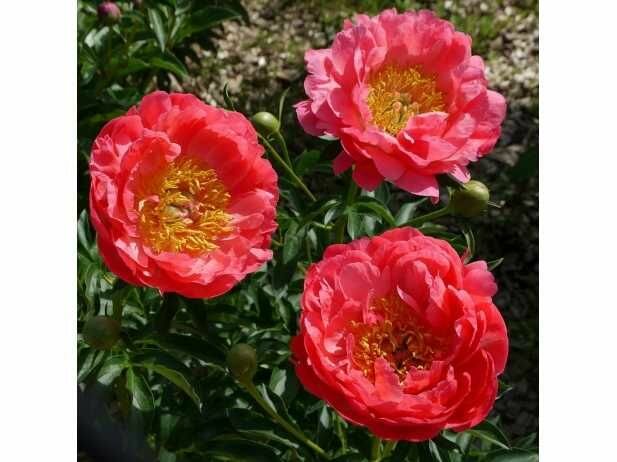 Пион Корал Сансет 1шт