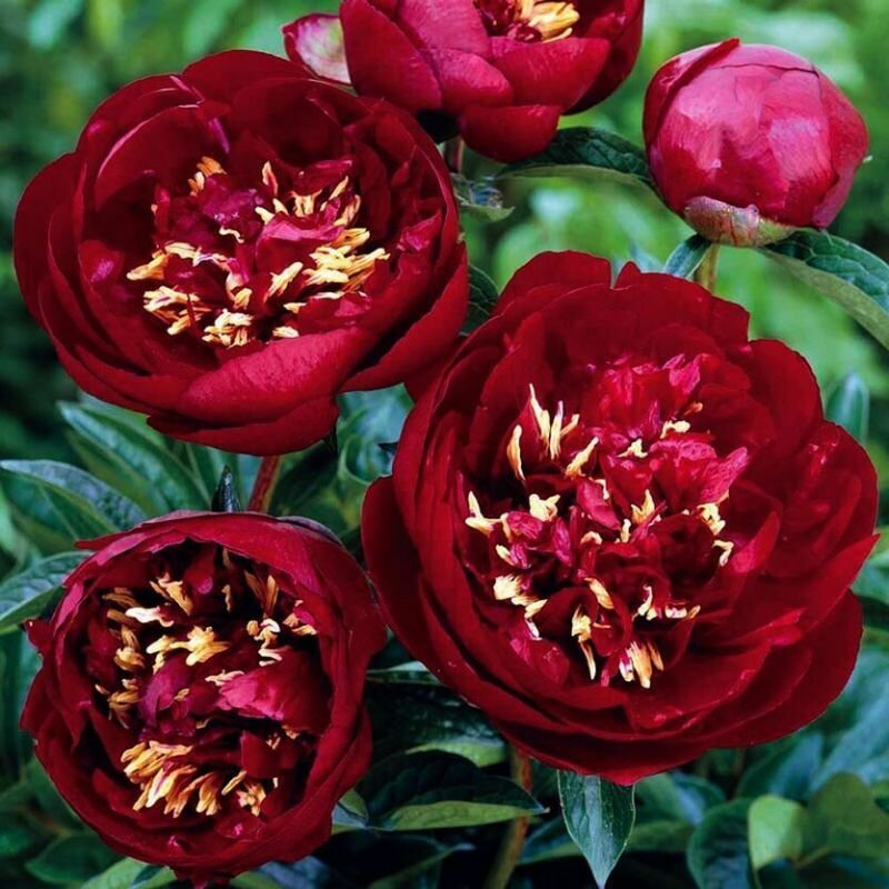 Пион Buckeye Belle 1 шт.