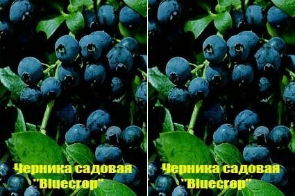 Черника садовая семена