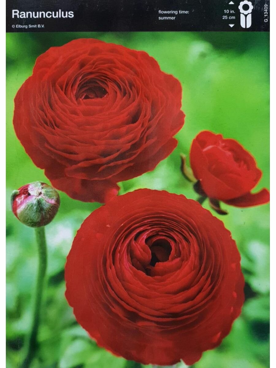 Ранункулюс красный (ручная фасовка), Голландия