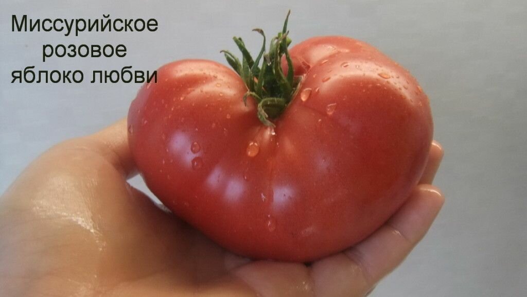 Коллекционные семена томата Миссурийское розовое яблоко любви