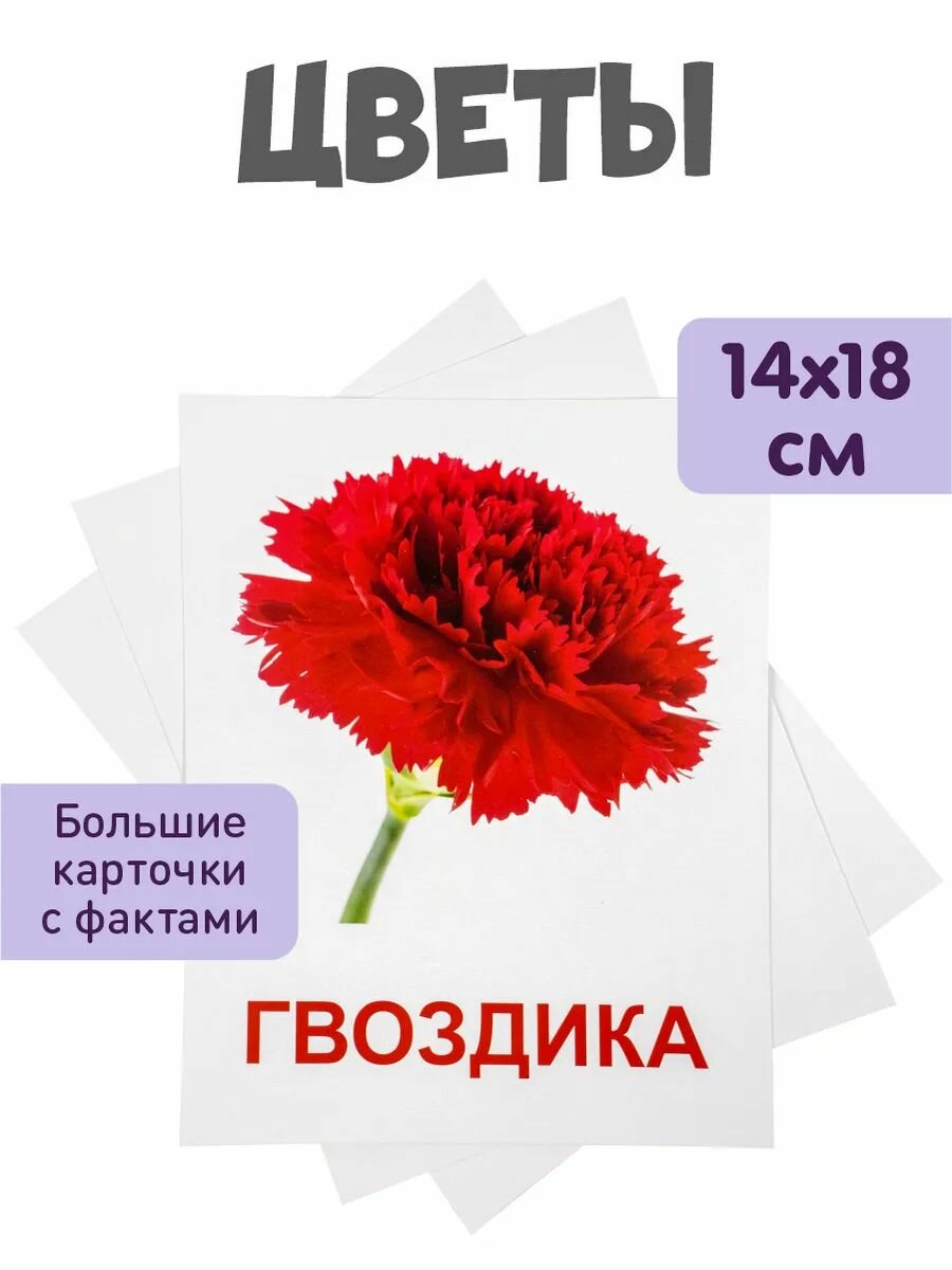 Обучающие карточки Домана "Цветы" Всезнайка KoroBoom, 20 больших плотных развивающих для самых маленьких с фактами и реалистичными картинками для малышей, 180 х 140 мм