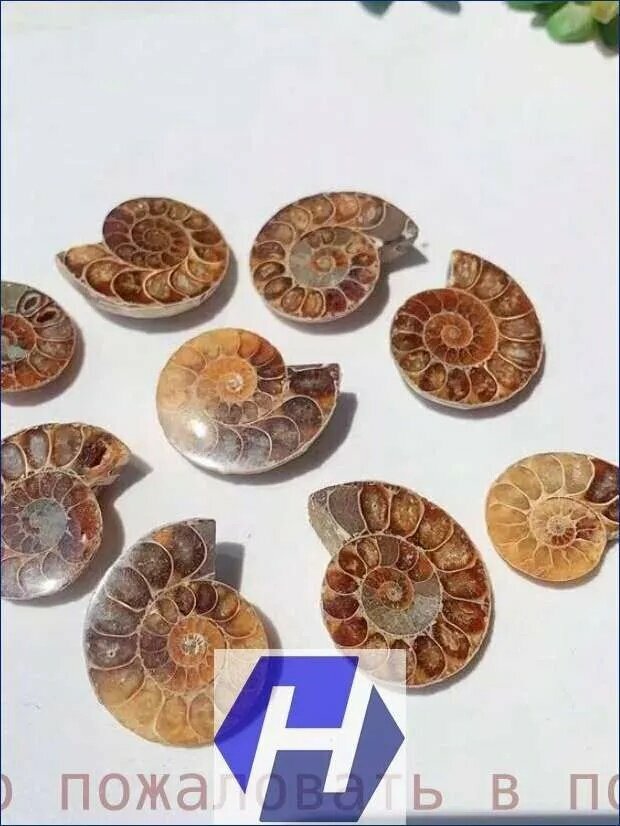 1 пара кусочков раковины из натурального аммонита, Образцы минералов, Полированные драгоценные камни