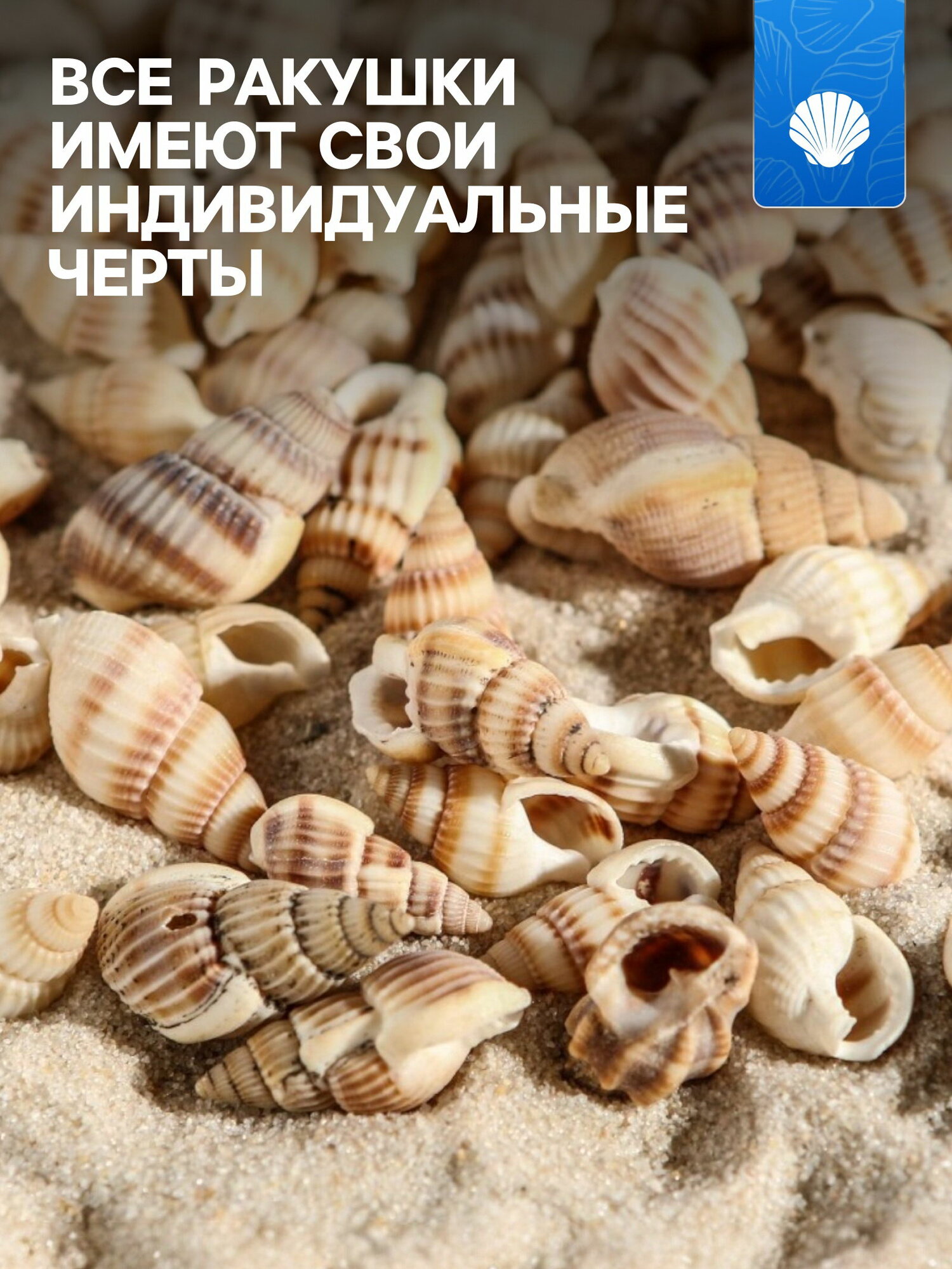 Набор ракушек 100 г, вид декора: ракушки, цвет: бежевый, размер упаковки: 12.5 x 2.5 x 8 см. — фото 1