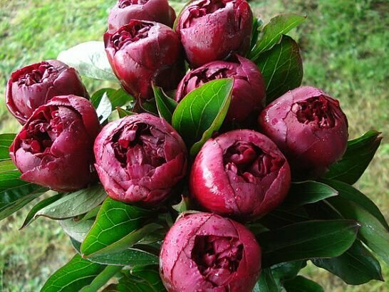 Пион Питер Бренд 1 шт