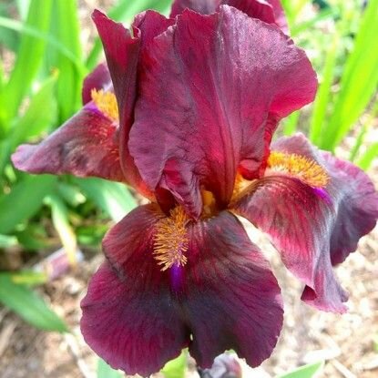 Ирис Ред Зингер 1 шт