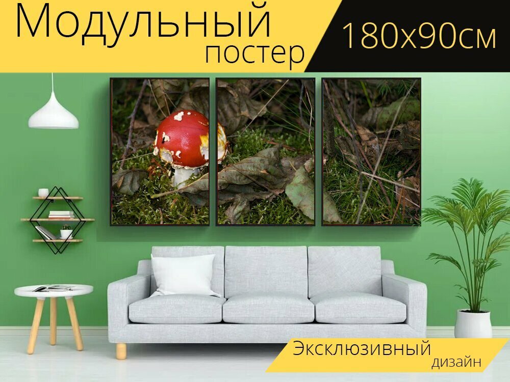 Модульный постер "Мухомор мухомор, гриб, макрос" 180 x 90 см. для интерьера